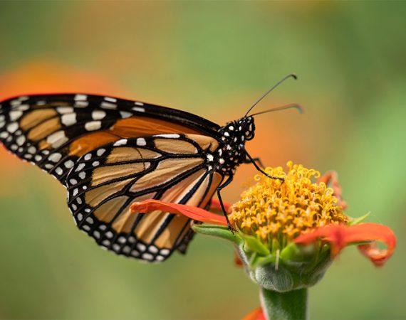 Muzeul Țării Crișurilor